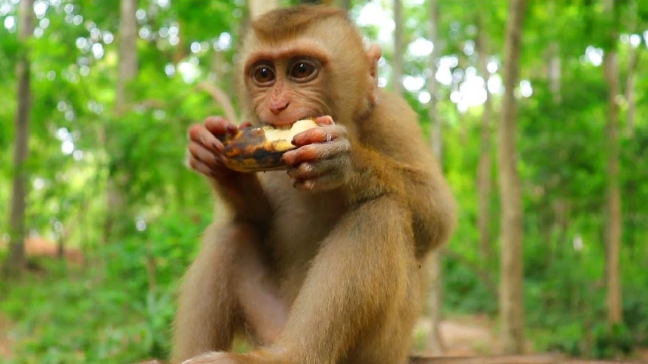 Leo Eating Bananas And Peanuts | The monkeys - YouTube