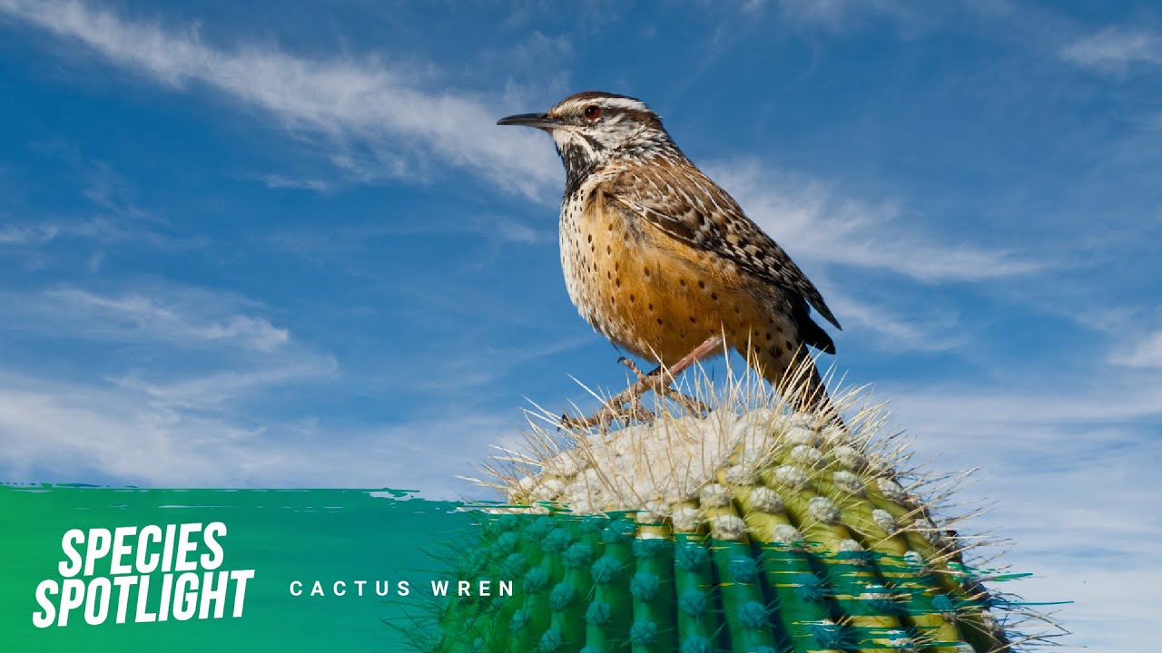 Species Spotlight: Cactus wren - YouTube