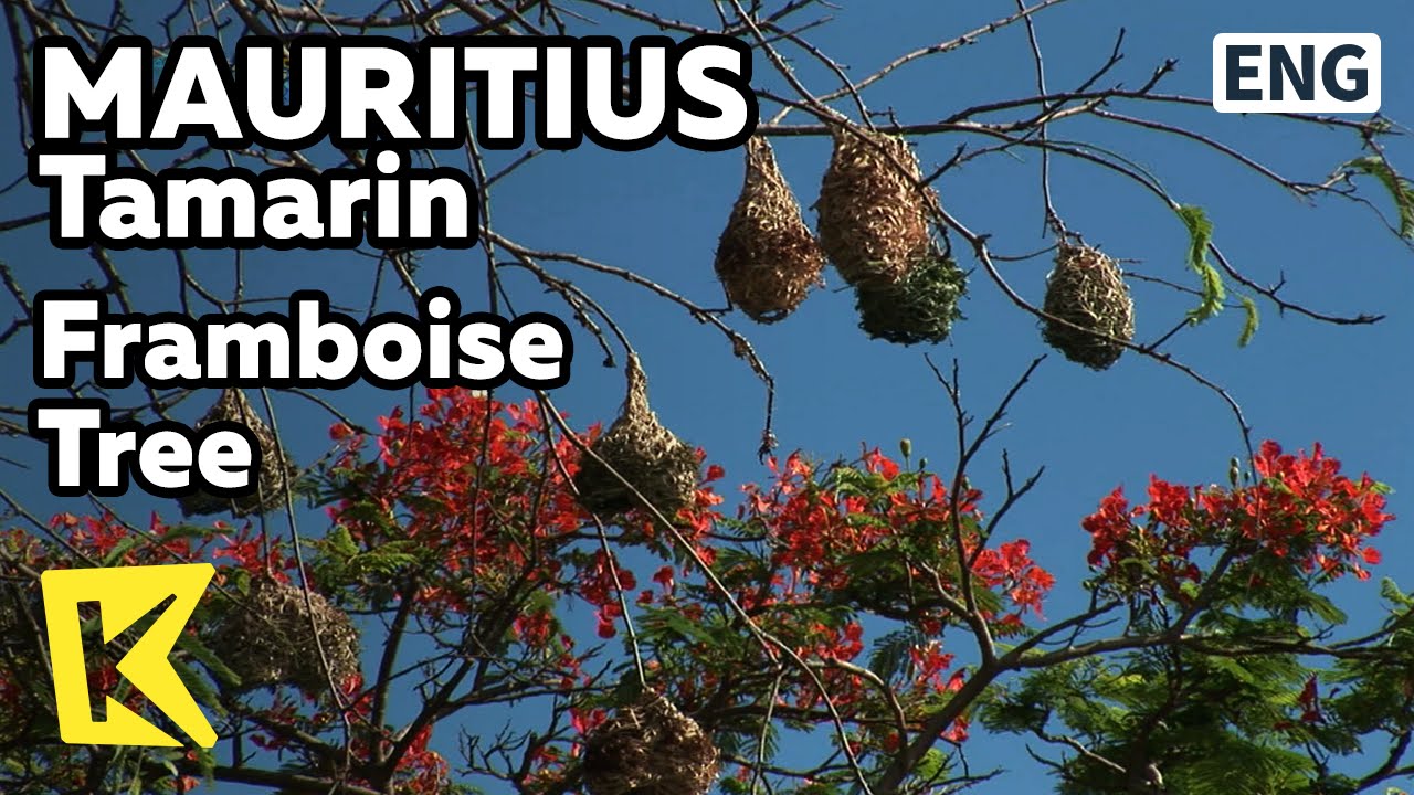 【K】Mauritius Travel-Tamarin[모리셔스 여행-타마린]새해를 알리는 플랑브아 꽃나무와, 노란 새 ...