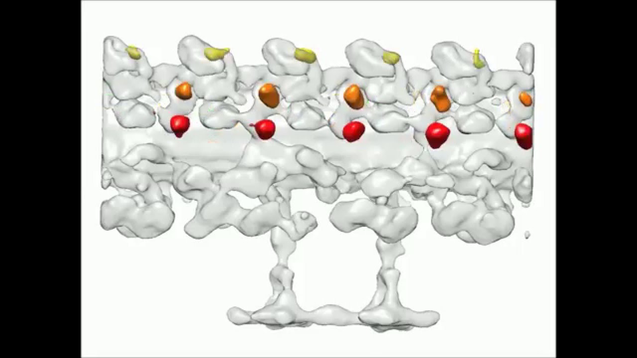 Structure and function of outer dynein arm intermediate and light chain ...