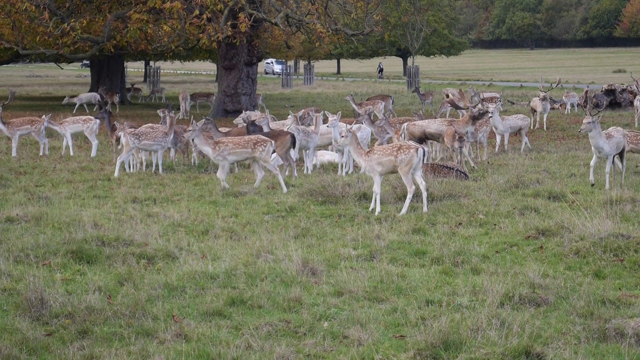 Fallow Deer in Richmond Park mewing! - YouTube