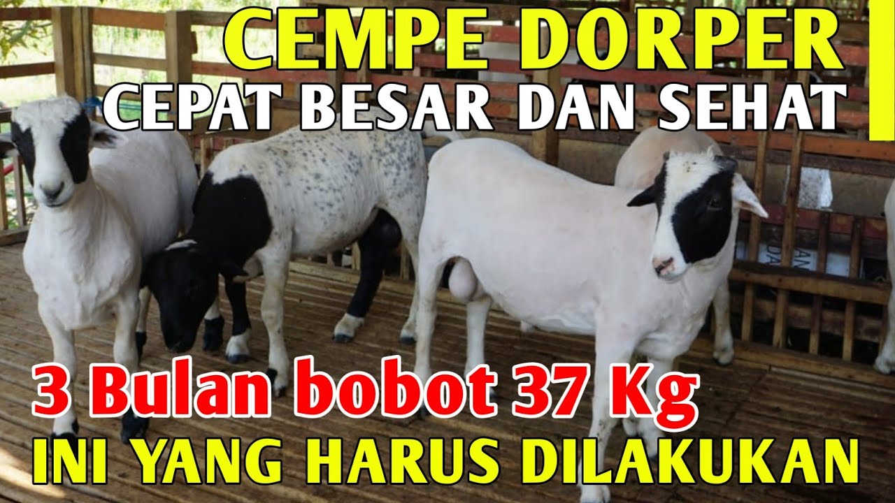 Cempe Domba Dorper Lepas Sapih Bisa Cepat Besar dan Sehat Ini ...