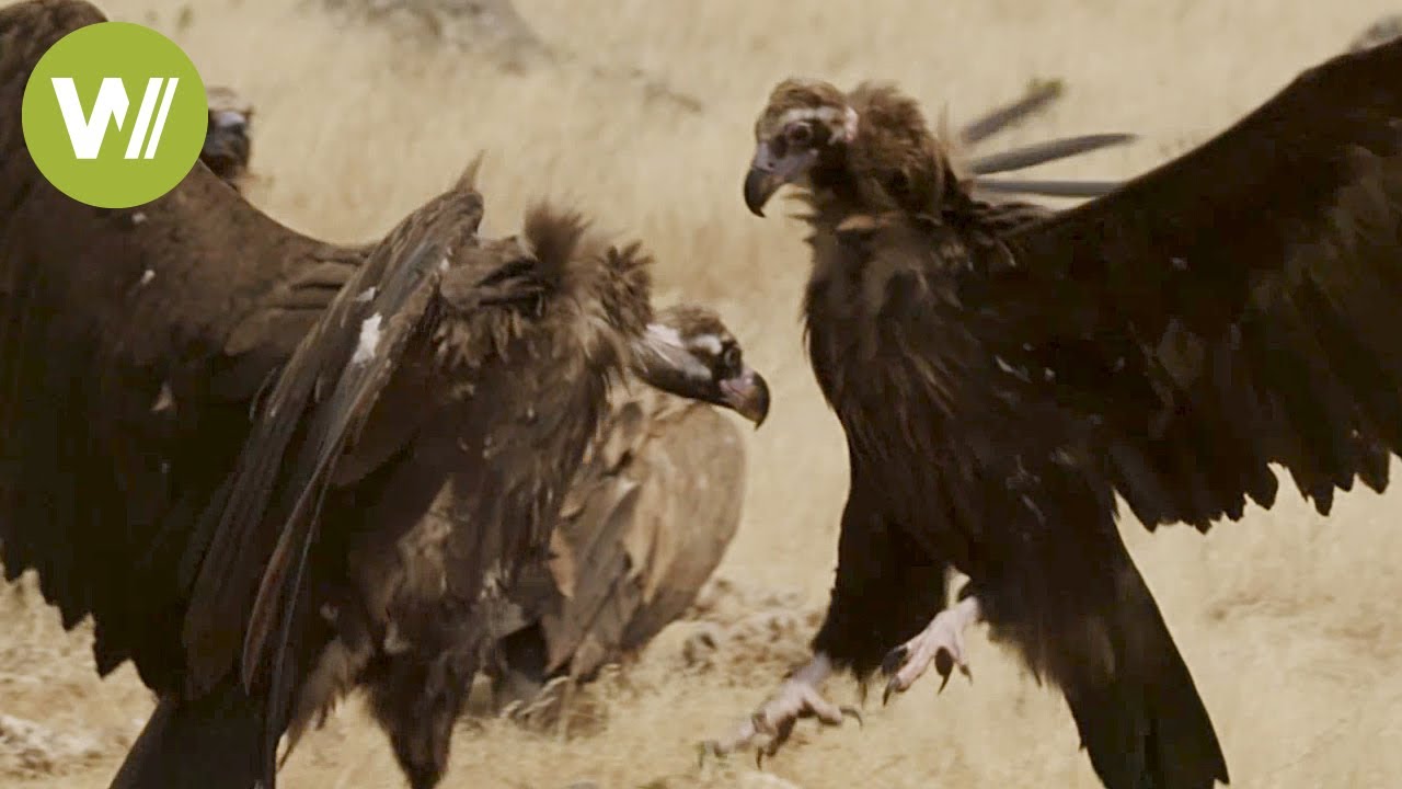 Crows and vultures: the scavengers' fight for the best bite - YouTube