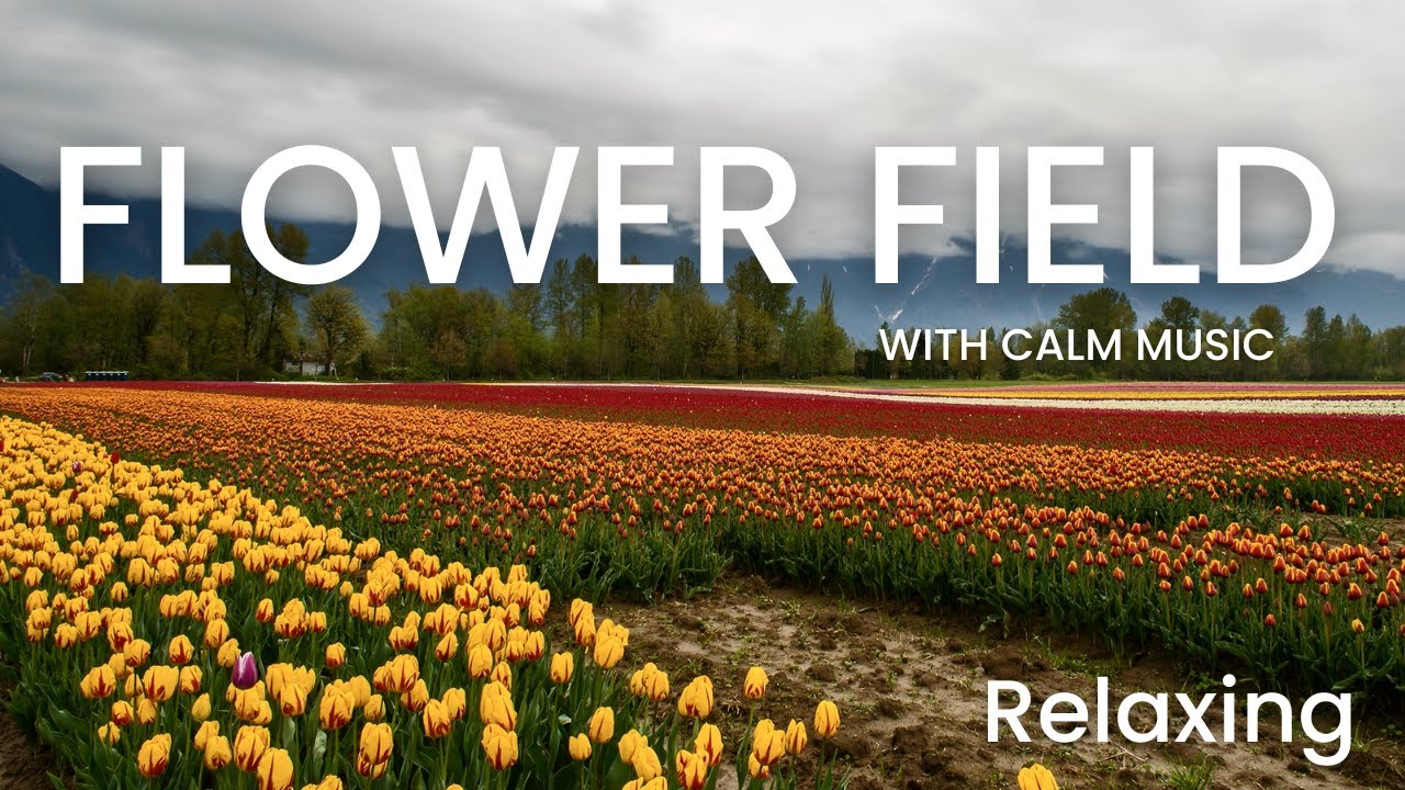 Escape to the Tranquility of a Relaxing Flower Field | Calm music - YouTube