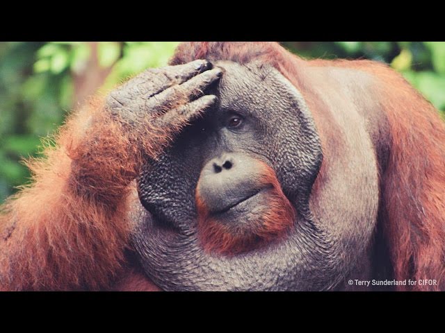 Save The Orangutans Palm Oil