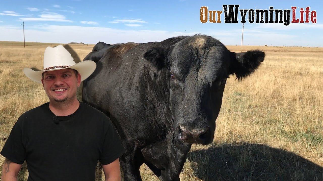 Moving Bulls - Vital Functions of the Ranch - YouTube
