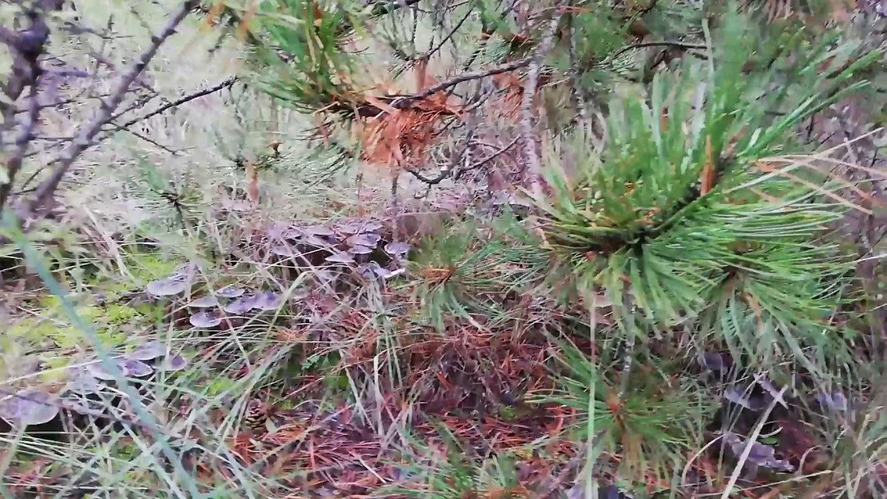 Fredolics, Negrillas ,Ratoncitos, ( Tricholoma terreum) - YouTube