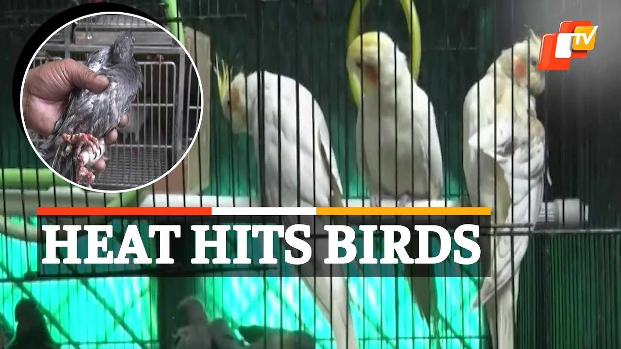 Scorching Heat wave: Bird Hospital Depicts Impact On Birds & Animals ...