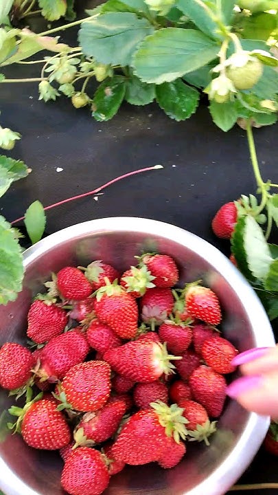 🍓 Флорида Бюті 🍓супер врожайний сорт смачна ягода 17 07 24 Рівне 🇺🇦