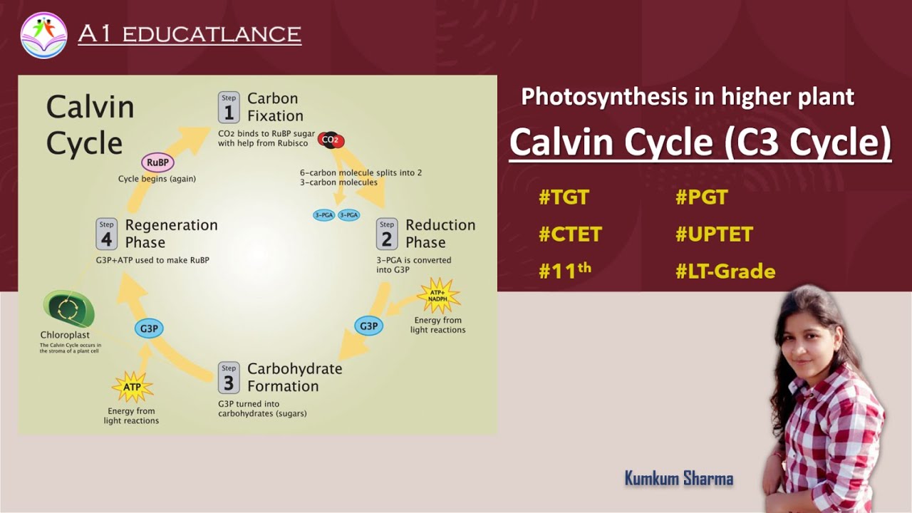 CALVIN CYCLE OR C3 CYCLE (PHOTOSYNTESIS IN HIGHER PLANT) - YouTube