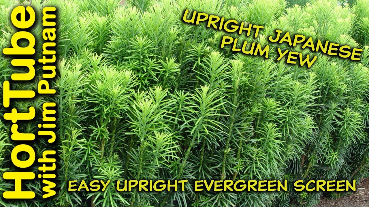 Upright Japanese Plum Yew In 2 Minutes Narrow Screening Plant YouTube upright-japanese-plum-yew-in-2-minutes-narrow-screening-plant-youtube