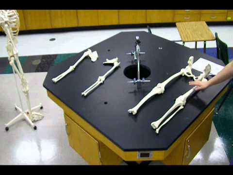 Disarticulated Skeleton Instructions - YouTube