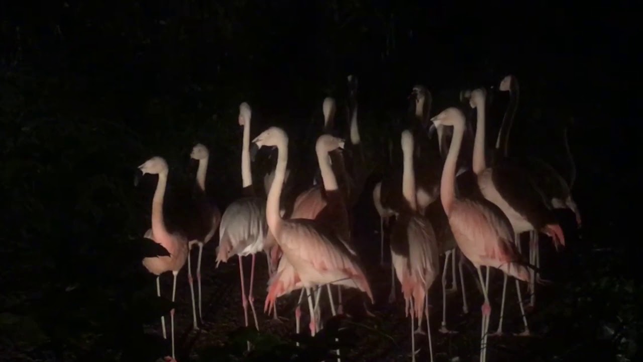 flamingo [Night Safari] - YouTube