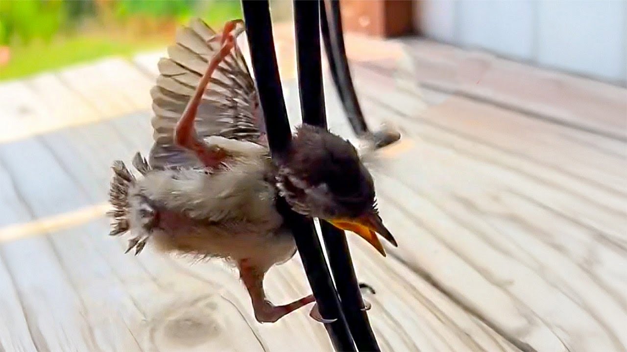 Man Rescues Bird With Head Stuck in Chair. You Won't Believe What ...