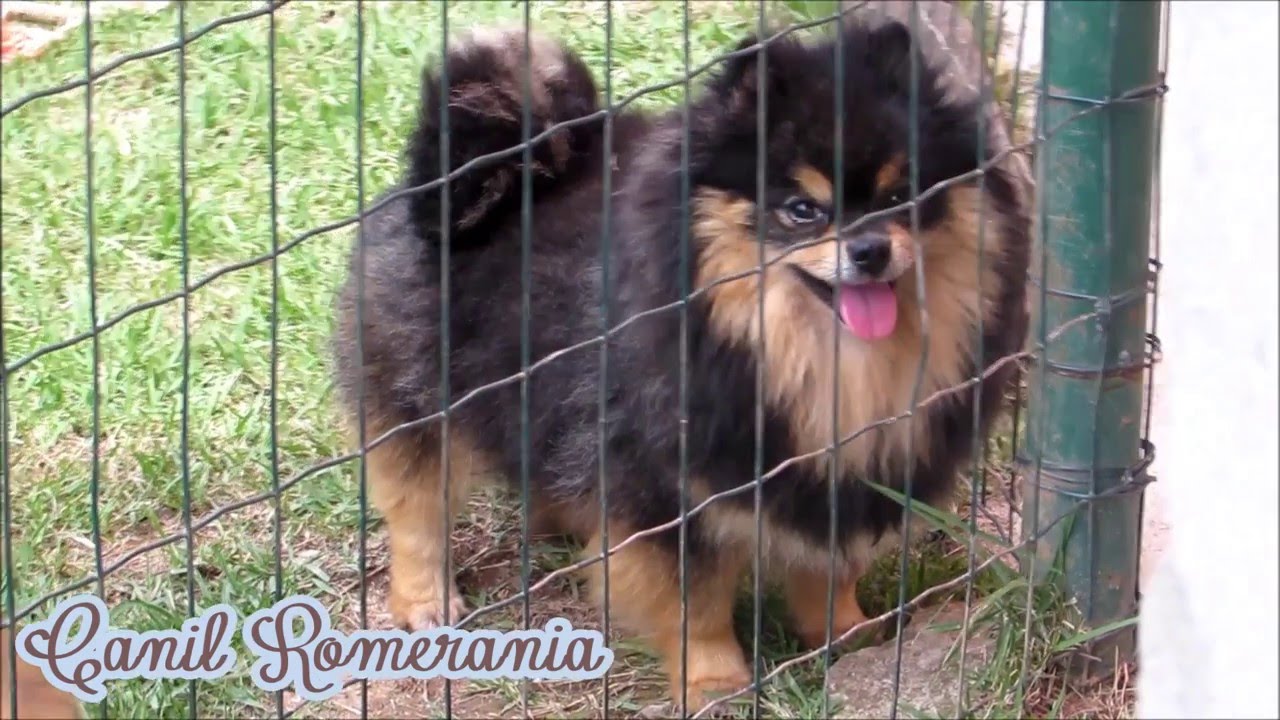 Spitz Alemão - Lulu da Pomerânia, boo fofo demais! Canil Romerania ...