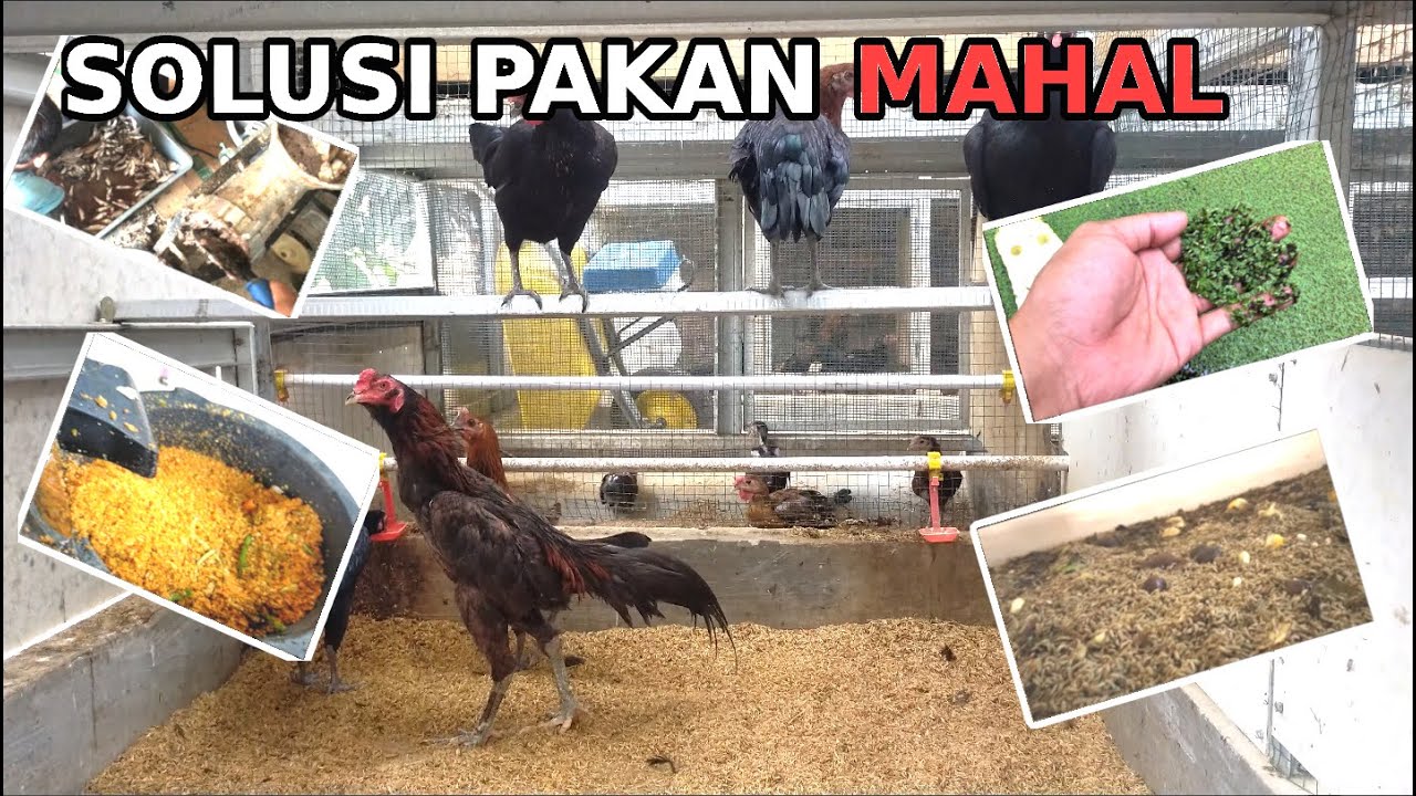 7 Pakan Alternatif untuk Ternak Ayam Kampung - YouTube