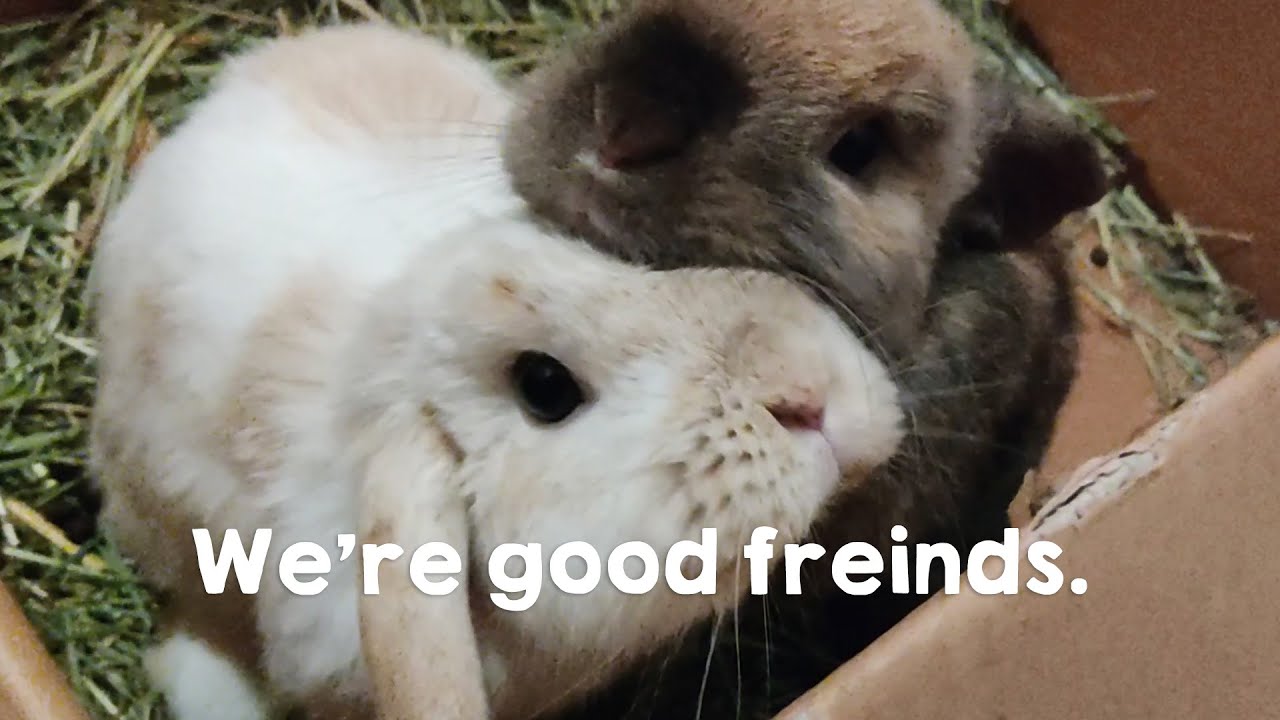 Bunny Vlog | We're good friends | Two bunnies are stuck together! [ENG ...
