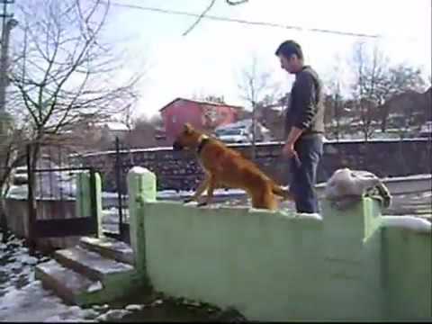 BELÇİKA KURDU pitbull kavgası !!