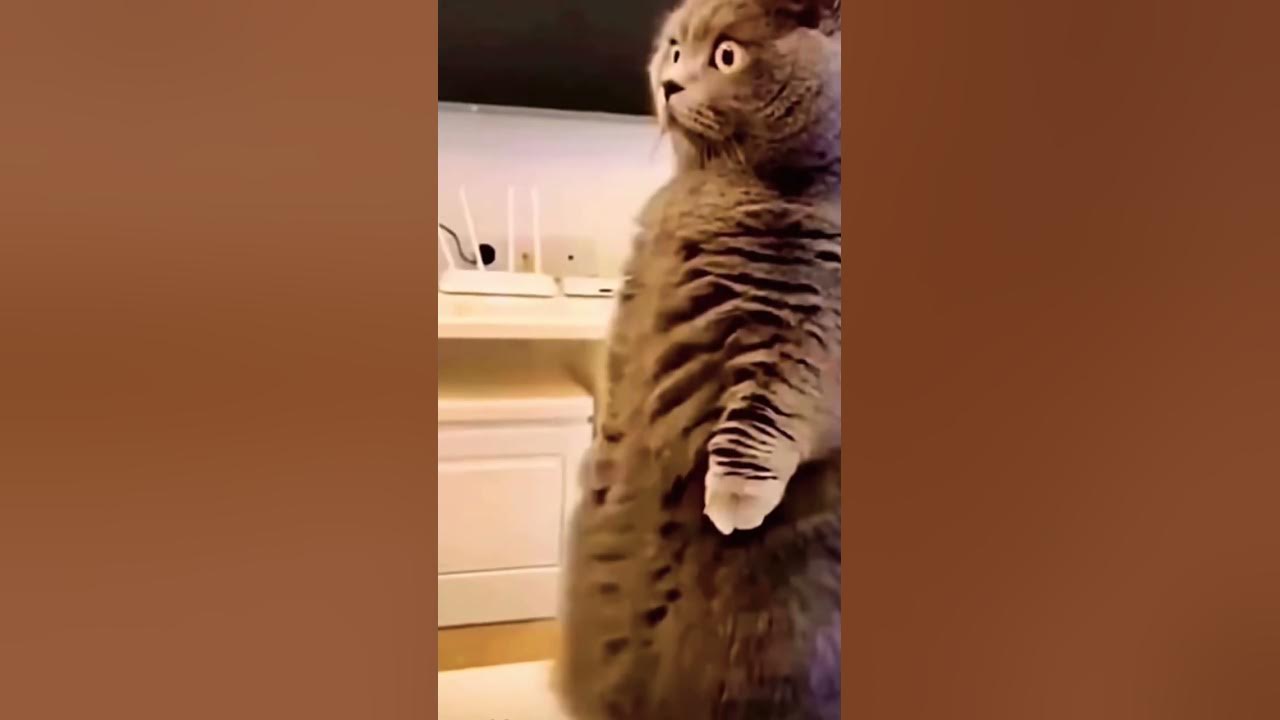 Когда боишься врачей кошки приколы смешные животные Videos Funny Cool