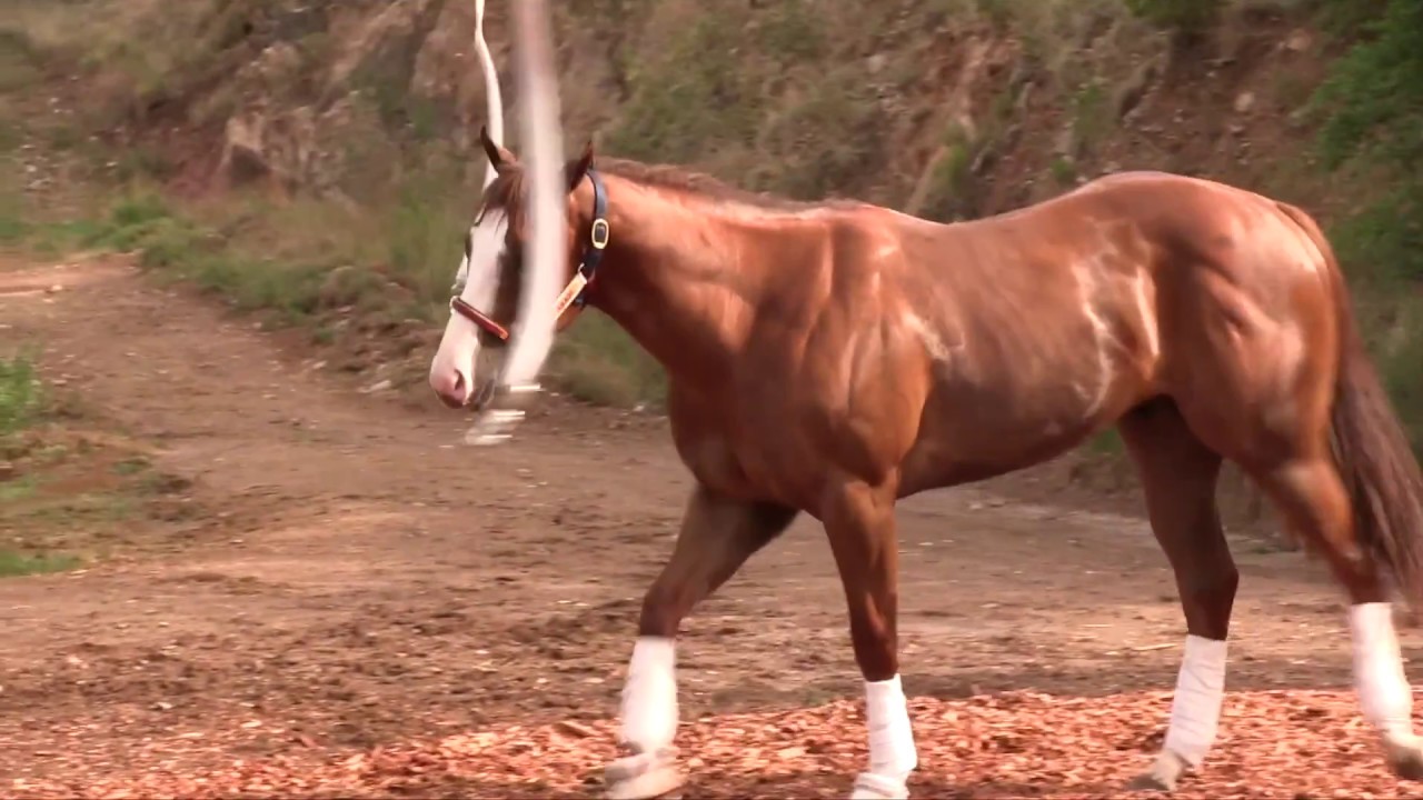 AQHA Sire Profile: One Dashing Eagle- Episode 3 - YouTube