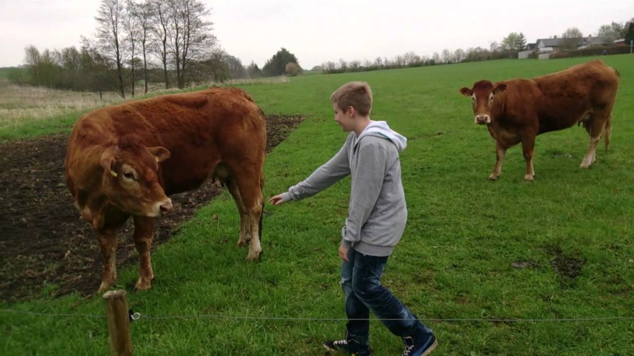 Pain And Pranks Cow Slap Part 1 - YouTube