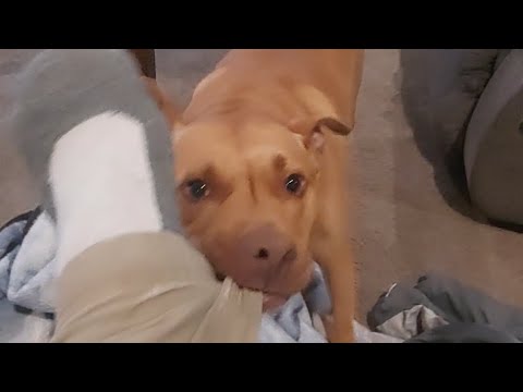 master of puppies is pulling my leg ripping my jeans and shaking my ...