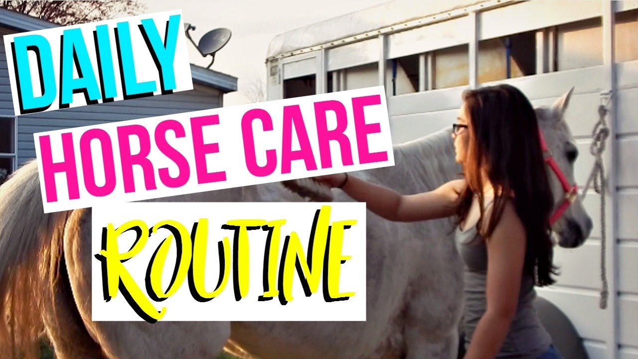 Updated Daily Horse Care Routine - YouTube