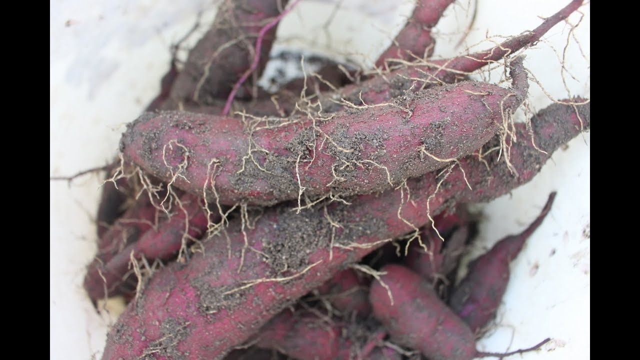 Growing PURPLE Sweet Potatoes - YouTube