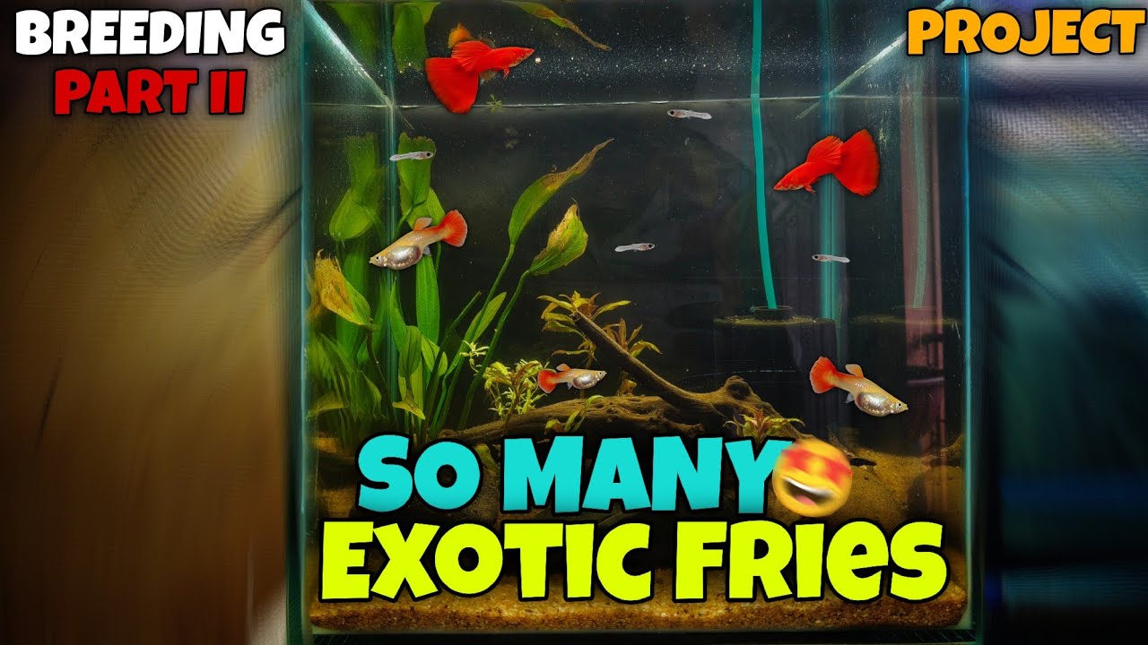 1 Month Update Of Guppy Breeding Project - Part 2 || AFR GUPPIES || Ft ...