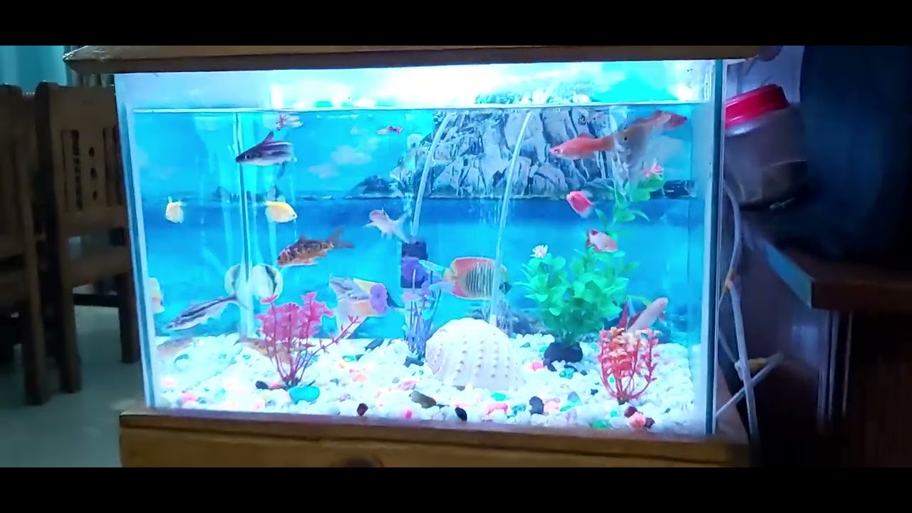 Aquarium - YouTube