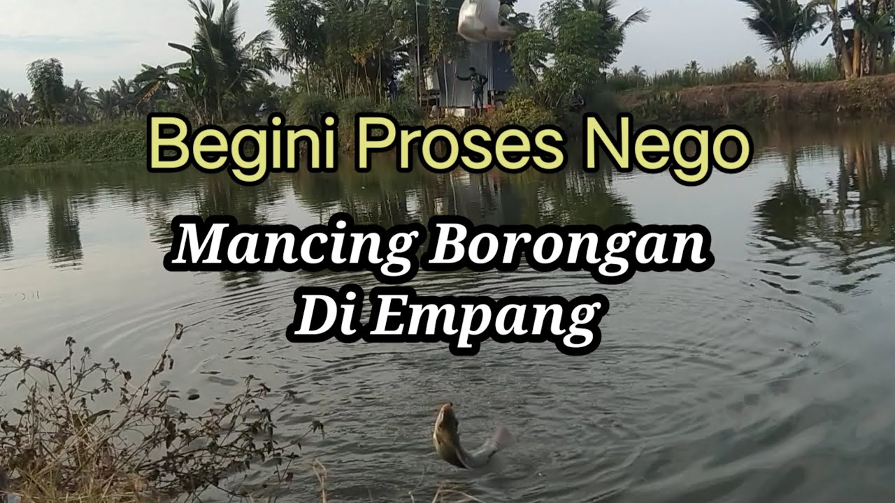Mancing Borongan Di Empang | Mancing Nila Di Empang Pangkep. - YouTube