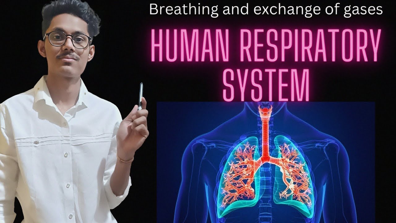 Human respiratory system|class 11 biology| Breathing and exchange of ...