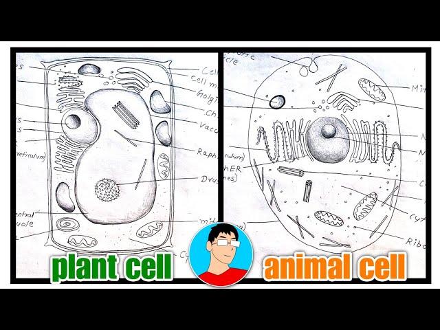 Animal Cell Diagram Blank Worksheets Animal And Plant Cells Worksheet