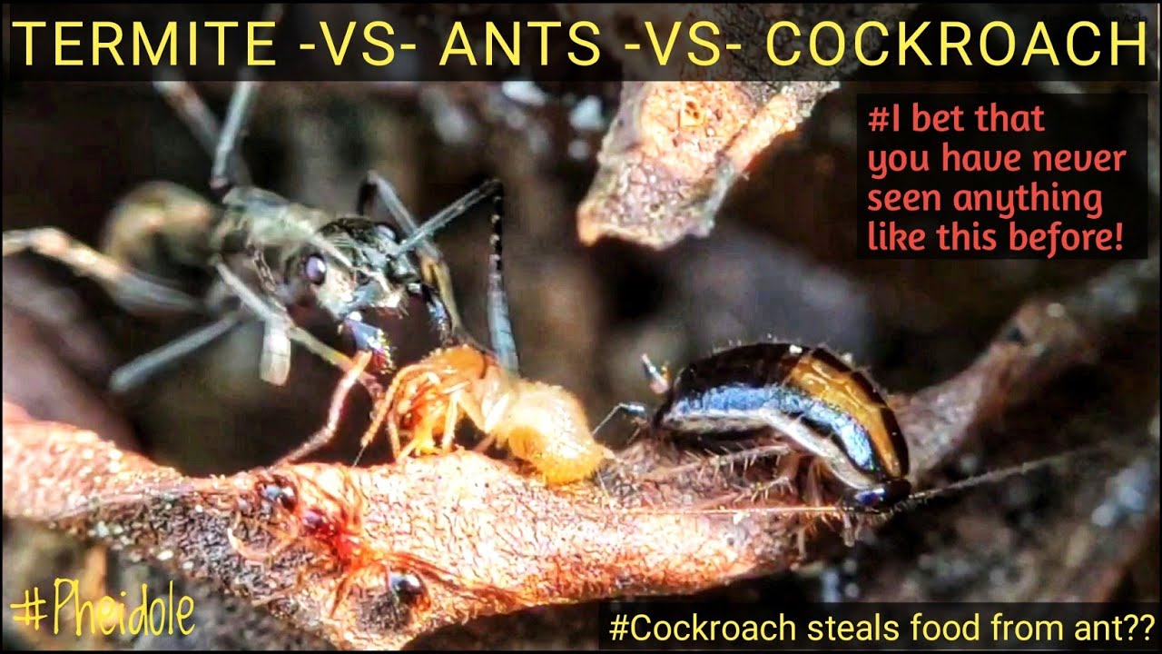 TERMITE VERSUS ANTS VERSUS COCKROACH - YouTube