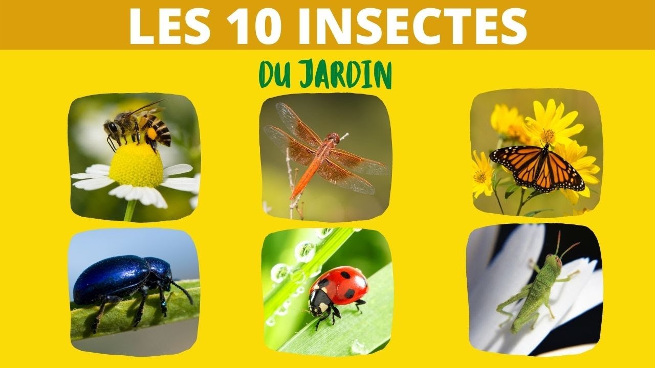 Les 10 insectes du jardin - YouTube