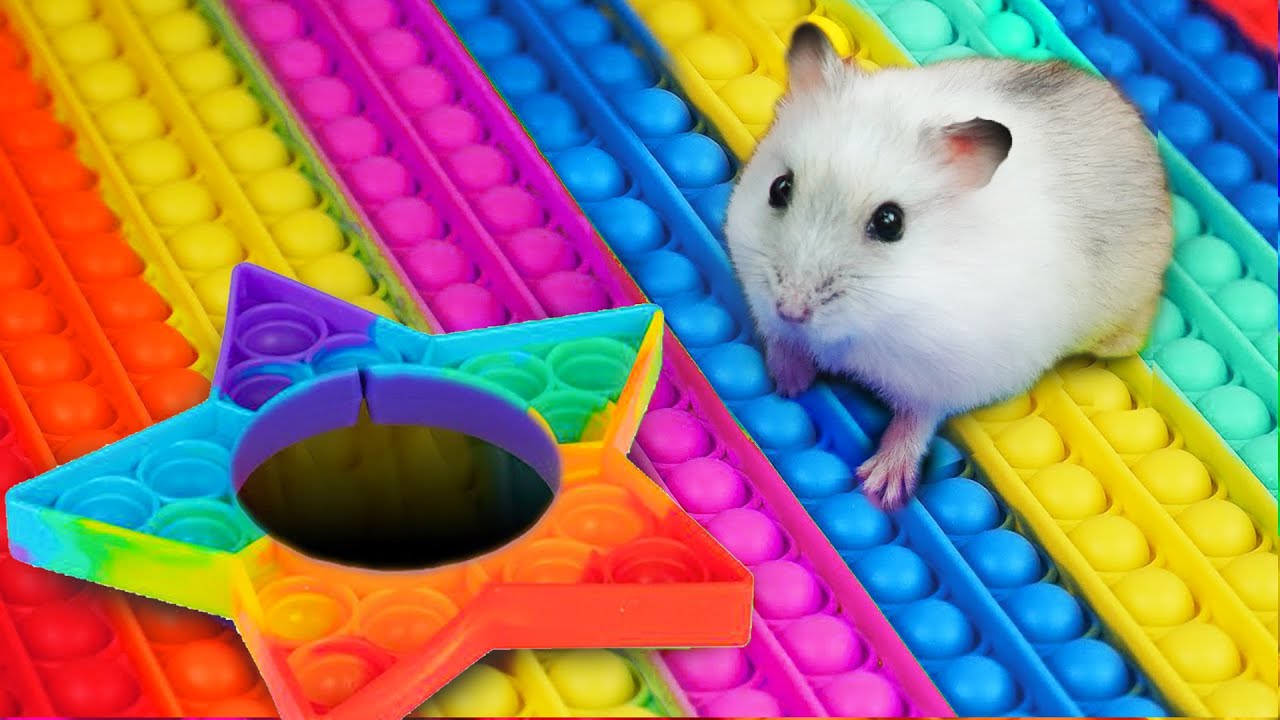 🐹 Hamster Escapes The Rainbow Pop It Maze 🐹 in Hamster Stories - YouTube