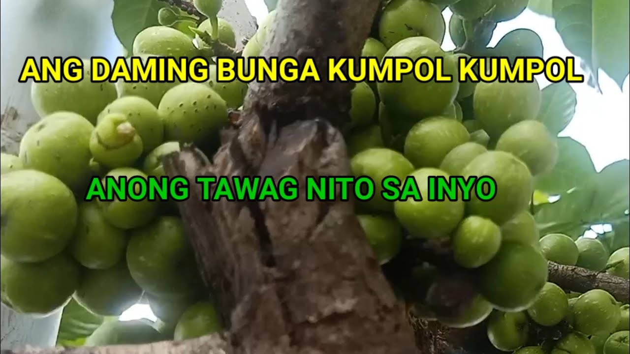 TIBIG TREE#ma'am Liza channel - YouTube