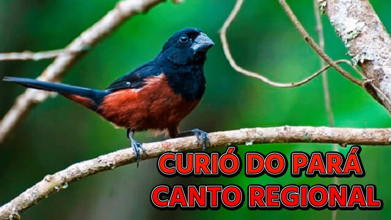 CANTO DO CURIÓ REGIONAL DO PARÁ (CANTORIA BOA) - YouTube