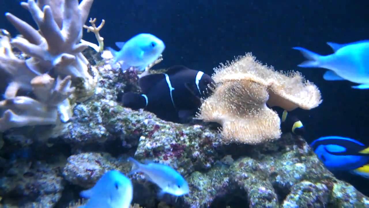 Hedley's 4x2x2 Reef - YouTube