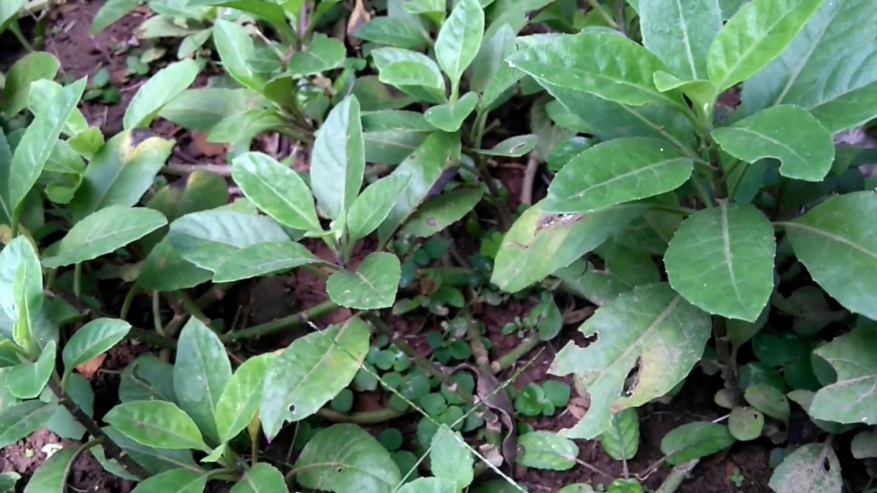 Longevity Spinach Plant (Gynura procumbens) | Herb Plants | Exotic ...