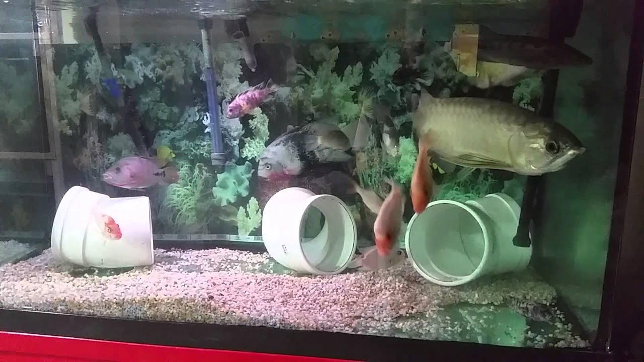 Big black belt fish - YouTube