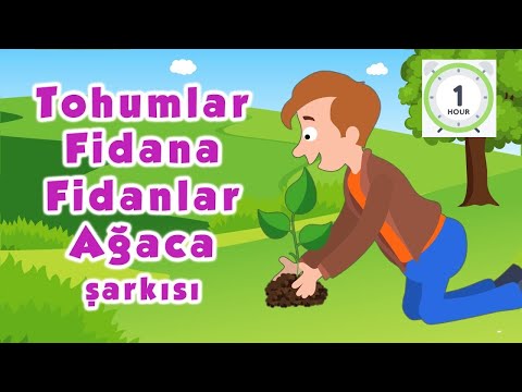 Tohumlar Fidana Fidanlar Ağaca Ağaçlar Ormana Dönmeli Yurdumda Orman Şarkısı Çocuk Şarkıları 1 SAAT