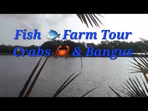 Fish 🐟 Farm Tour. #bangus #fishpond #sugpo #alimango #fishing - YouTube