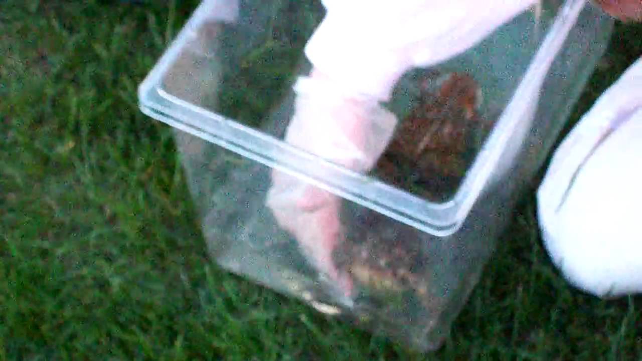 Siamese Toad - YouTube