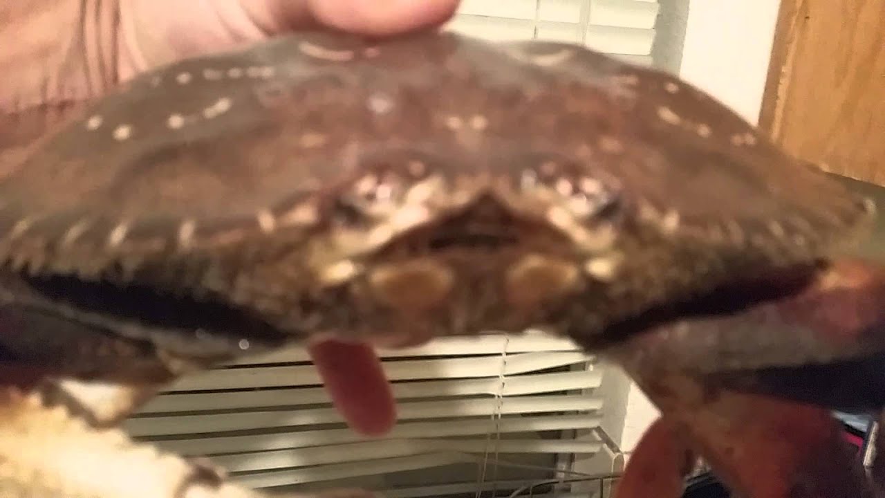 How To Kill Crabs - YouTube
