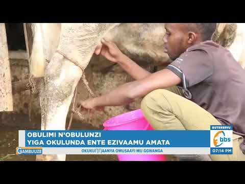 #ObulimiNobulunzi - Yiga Okulunda Ente Ezivaamu Amata Ogobe Obwavu mu Kika