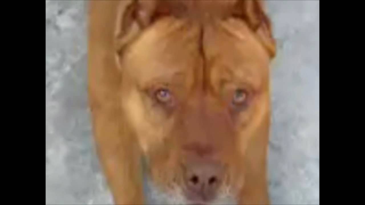 "Perro Malo" - YouTube