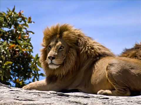 Lion Sound Effects