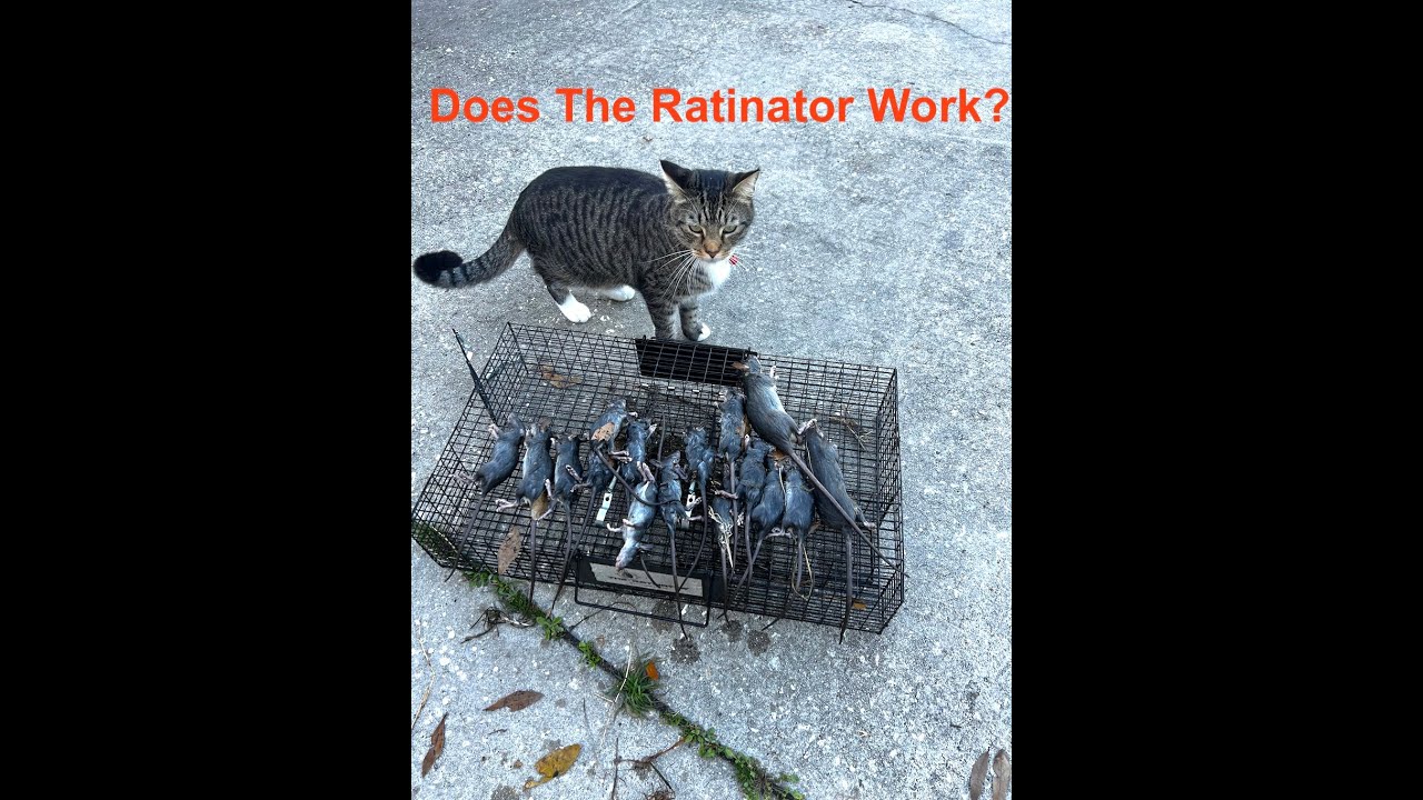 The Ratinator - A Review - YouTube