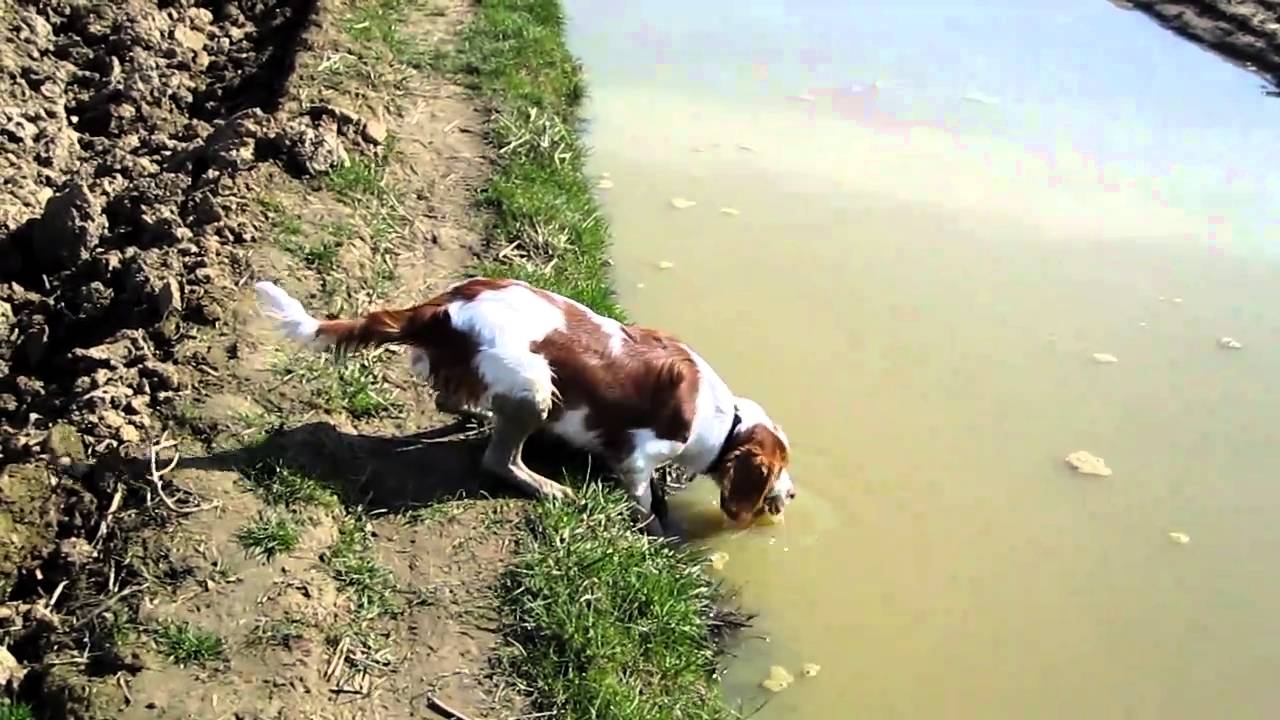 Welsh Springer Spaniel Sieb enjoys mud bathing - YouTube